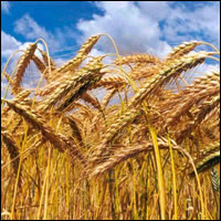 ¿Y qué es la cizaña? - UC