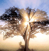 La Sabiduría divina - UC